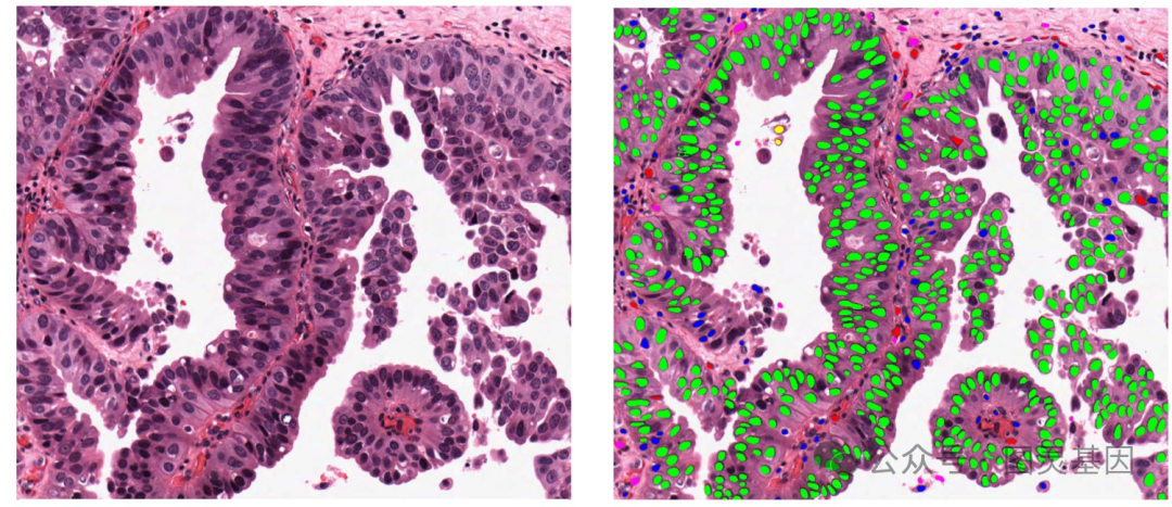 Sci Immu ｜ 德克萨斯大学高金明：激活输突细胞STING通路增强抗肿瘤免疫 - 知乎