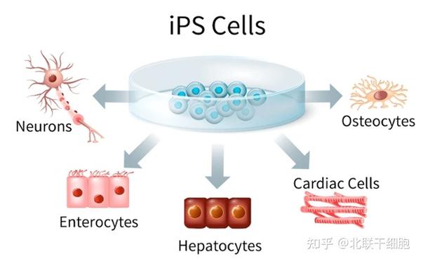 iPS细胞技术的简述及应用前景 - 知乎