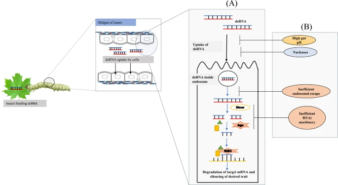每日科研进展 l 2023.06.14 l 基于 RNAi 的生物农药：鳞翅目昆虫近期研究综述 - 知乎
