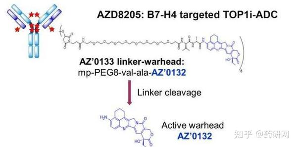 B7家族的泛癌种新星：B7-H4 - 知乎
