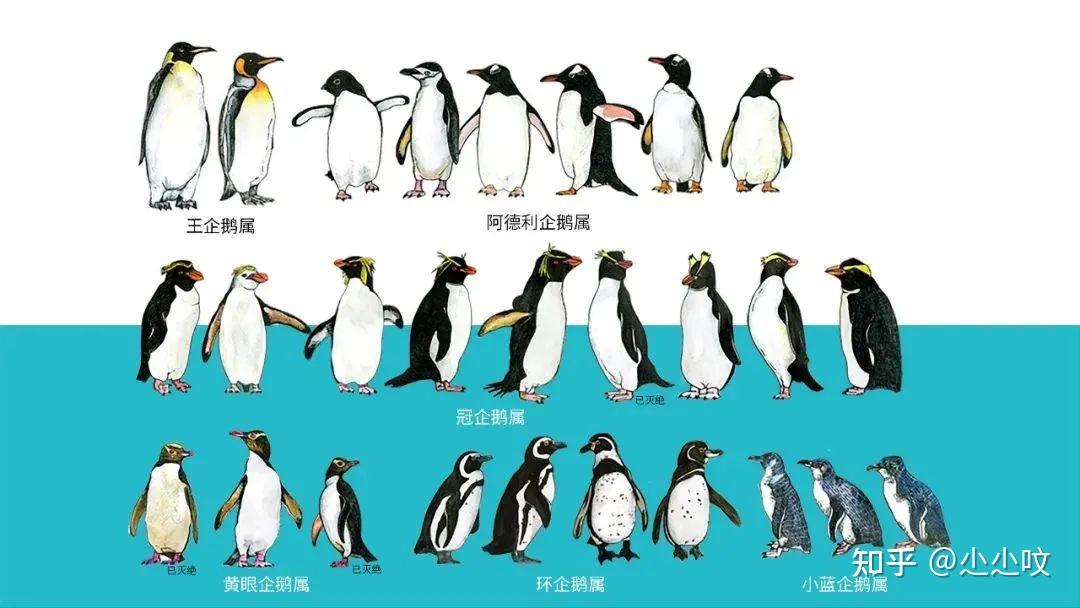 Nc 中国科学家领衔中外联合团队揭示企鹅演化历程与适应环境的“基因秘诀” 知乎