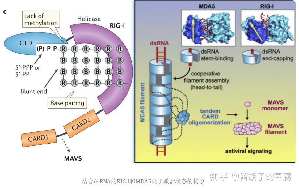 探究IVT反应副产物dsRNA的形成和免疫原性 - 知乎