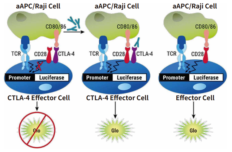 在 SpectraMax 微孔读板机上用报告生物分析法鉴定生物制剂对免疫检查点的阻断作用 - 知乎