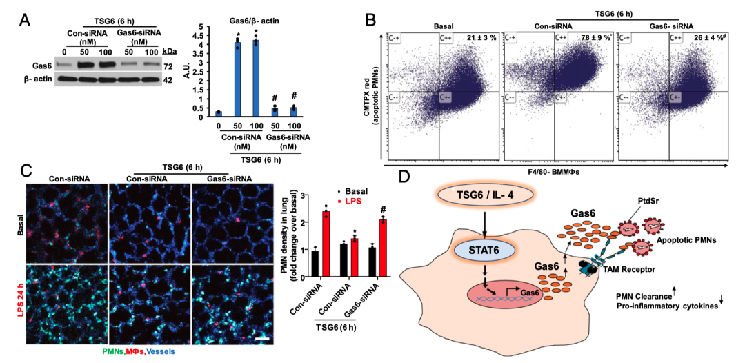四图发PNAS丨STAT6诱导巨噬细胞中Gas6 的表达以清除凋亡的中性粒细胞并消除炎症 - 知乎