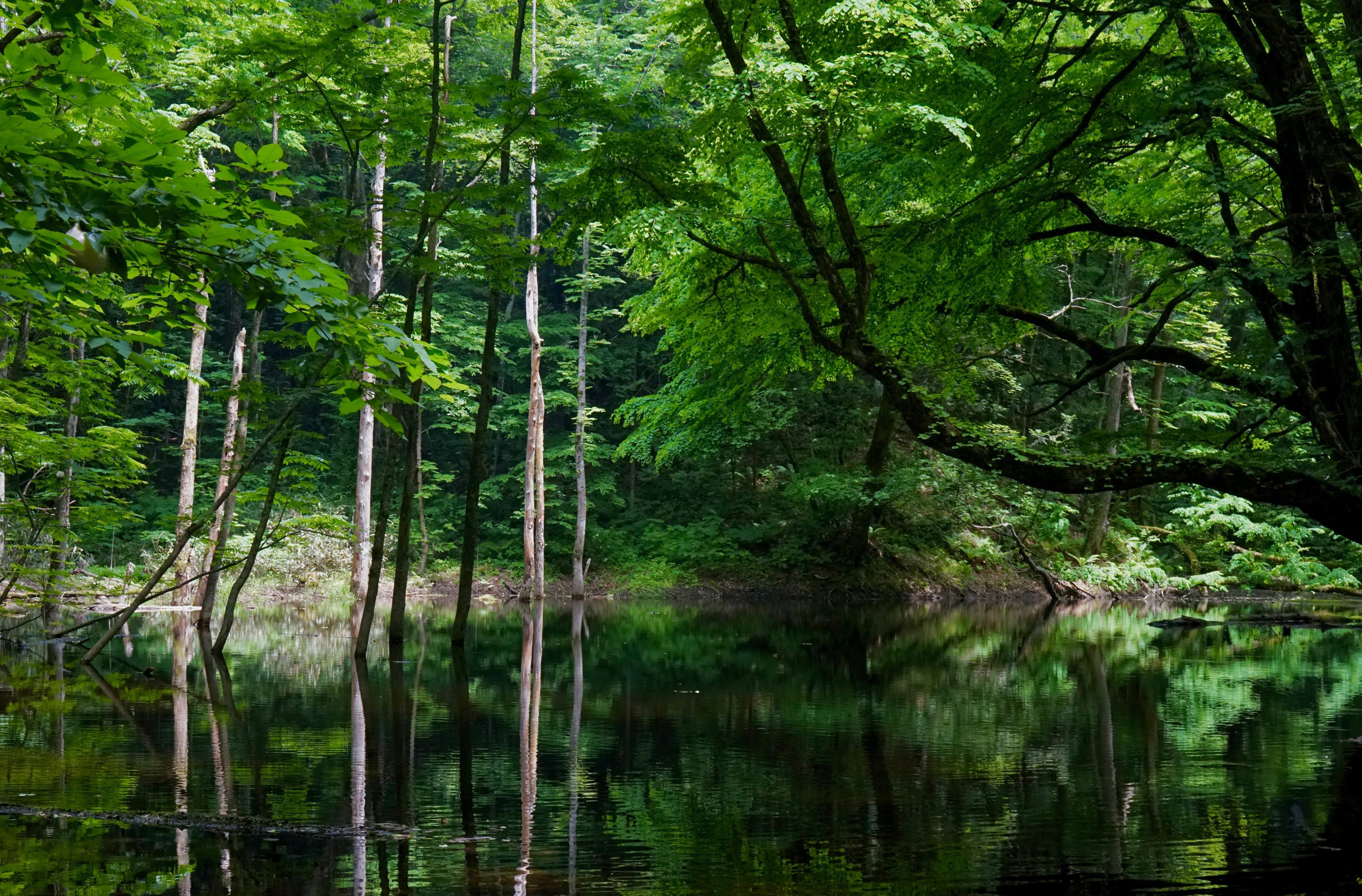 日本的隐秘之森——白神山地十二湖 - 知乎