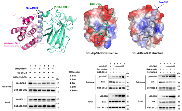 Nature子刊|如何用敲除细胞系揭秘p53与BCL-2的互作机制 - 知乎