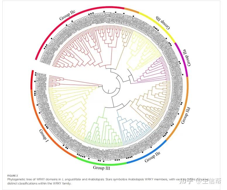 【基因家族】薰衣草中WRKY基因家族的全基因组鉴定 - 知乎