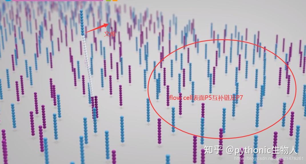 NGS测序原理02-簇生成（Cluster Generation） - 知乎