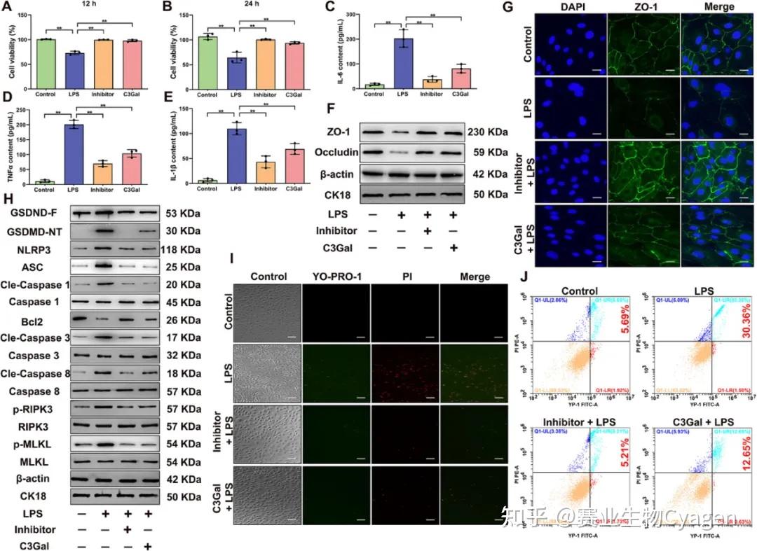 ADV SCI丨西北农林科技大学团队揭示PANoptosis在乳腺炎疾病中的关键作用 - 知乎