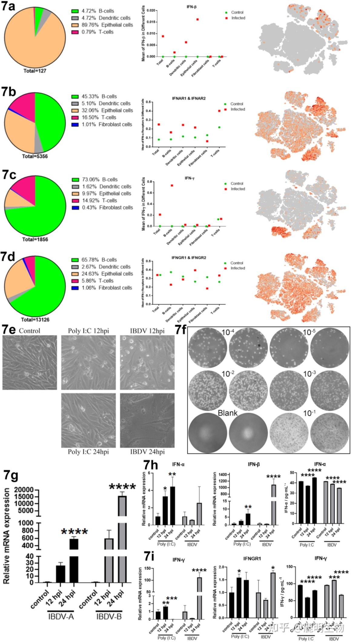 从鼻腔到法氏囊，IBDV 感染鸡法氏囊的单细胞测序机制研究 - 知乎