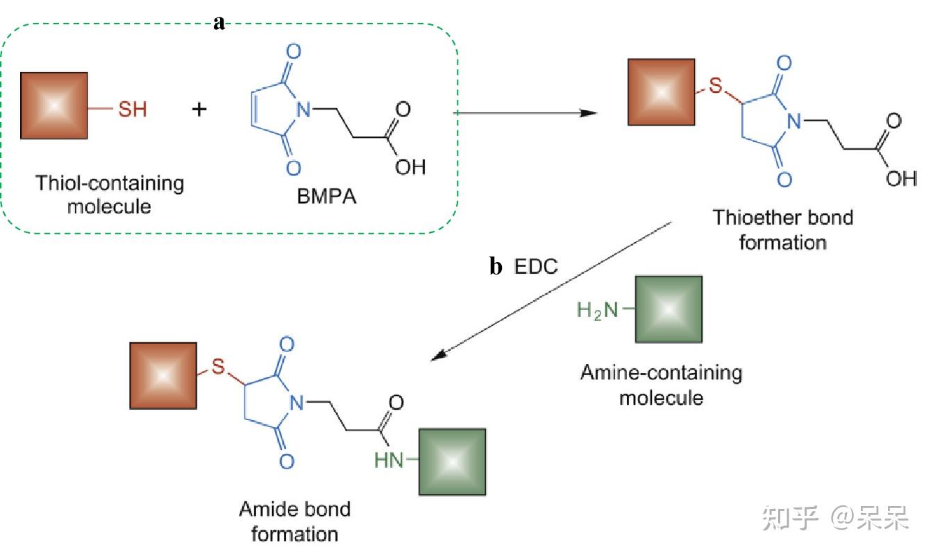 生物交联技术——EDC-NHSS偶联工艺 - 知乎
