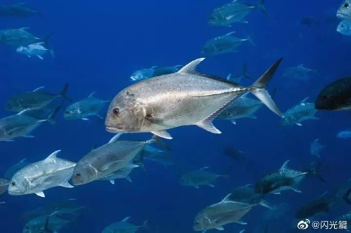 蒙特波卡：始新世的海洋之窗（1）（作者：达达） - 知乎