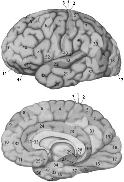 Prefrontal Cortex (gyrus)细致划分 - 知乎