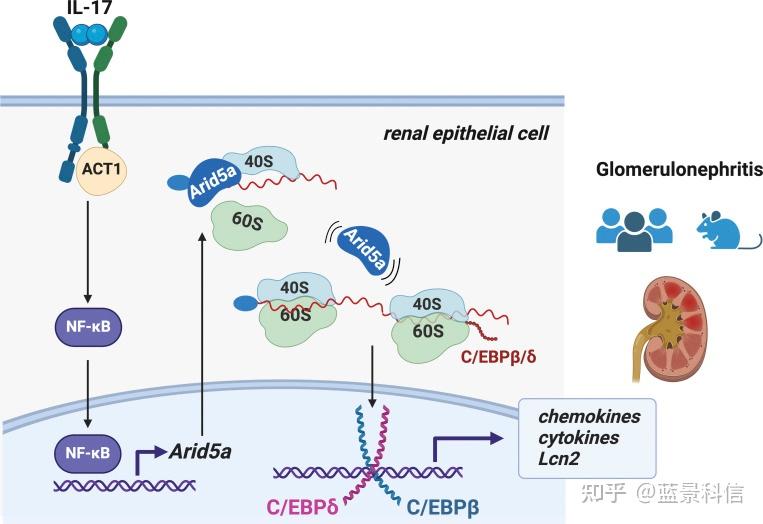 RBP研究技术RIP-seq+Polysome profiling - 知乎
