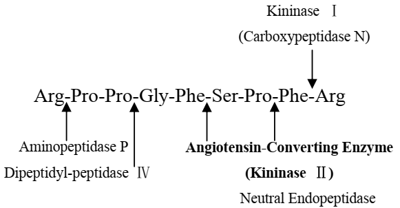 多肽类药物的代谢特征及优化策略 - 知乎