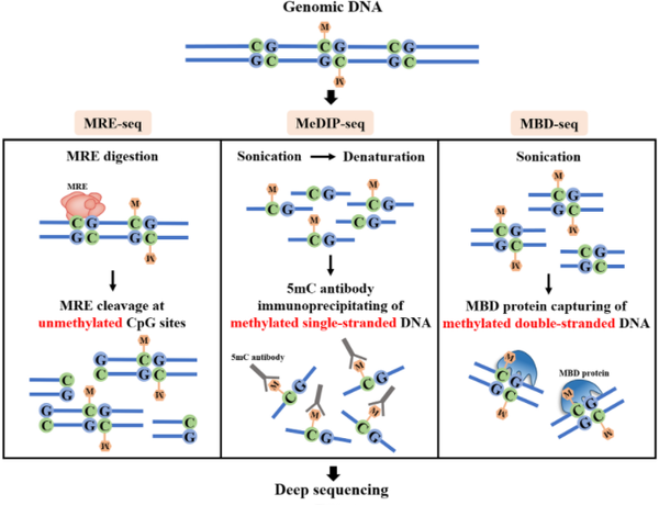 #微观探索人体奥秘# 044 甲基化测序技术（中） - 知乎