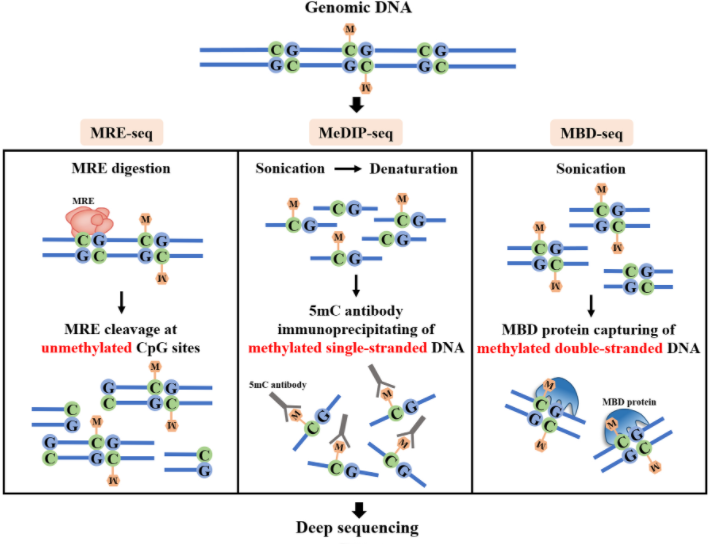 #微观探索人体奥秘# 044 甲基化测序技术（中） - 知乎
