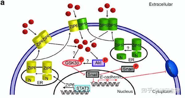 锌转运蛋白LIV-1能否带来“锌”机遇？ - 知乎
