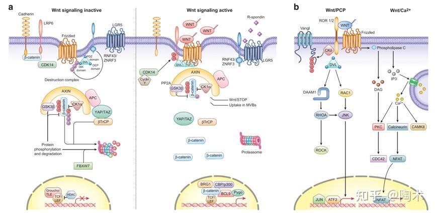 快速了解Wnt/Hedgehog/Notch 通路 - 知乎