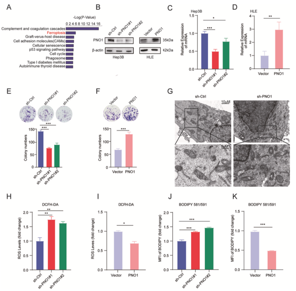 CDD丨PNO1 通过 GSH 代谢重编程抑制肝细胞癌自噬介导的铁死亡 - 知乎