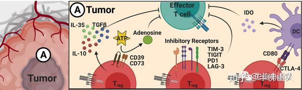 详解Treg细胞的前世今生以及未来的研究方向，小编教你如何在生信文章中以Treg细胞为主进行分析！ - 知乎