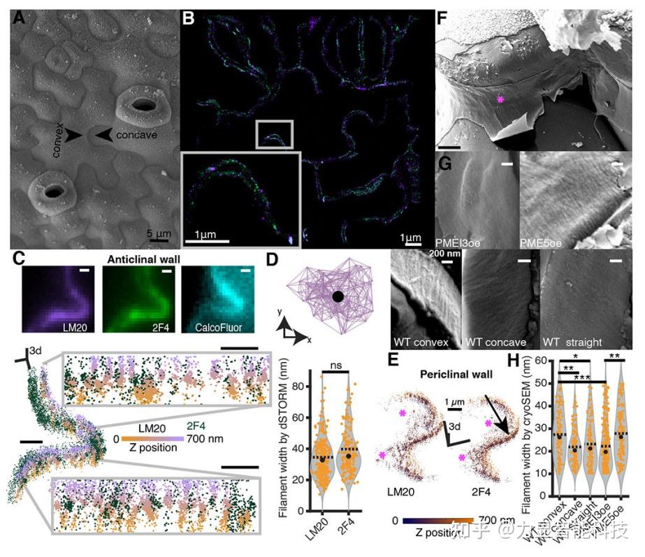 Science：用STORM超分辨技术看清细胞壁多糖真面目。 突破衍射极限，能实现单分子超高分辨率显微成像的iSTORM - 知乎