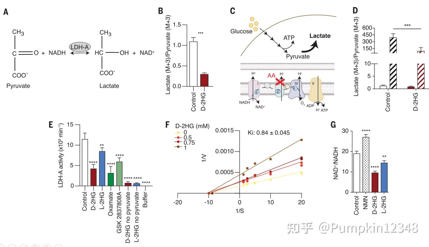 文献阅读：肿瘤代谢物D-2HG改变了CD8+T细胞的代谢途径，进而影响了其效应功能 - 知乎