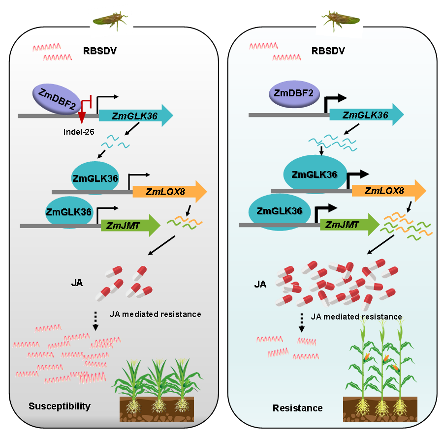 Nature Plants | 中国农科院作科所发现广谱抗黑条矮缩病毒新基因 - 知乎