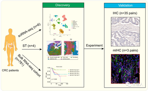 药物敏感性筛选，快来试试pRRophetic oncoPredict+细胞系实验+ Beyondcell - 知乎