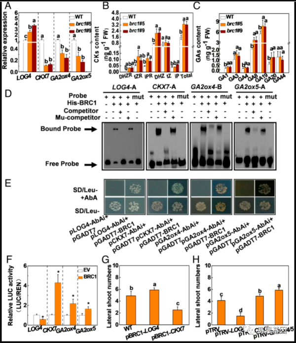 【PNAS】HY5通过整合依赖BRC1的激素信号，从而在番茄芽的生长过程中发挥作用 - 知乎