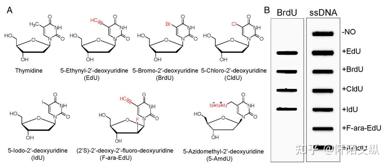 PNAS：造成DNA修复“死循环”的EdU分子具有抗癌特性 - 知乎