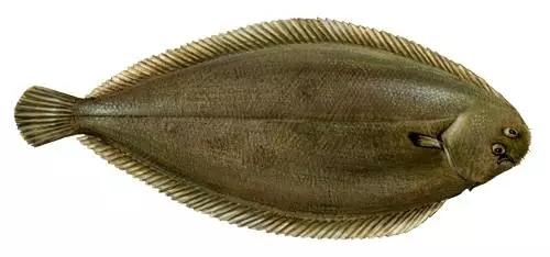 【微科普】关于比目鱼，你不知道的事 - 知乎