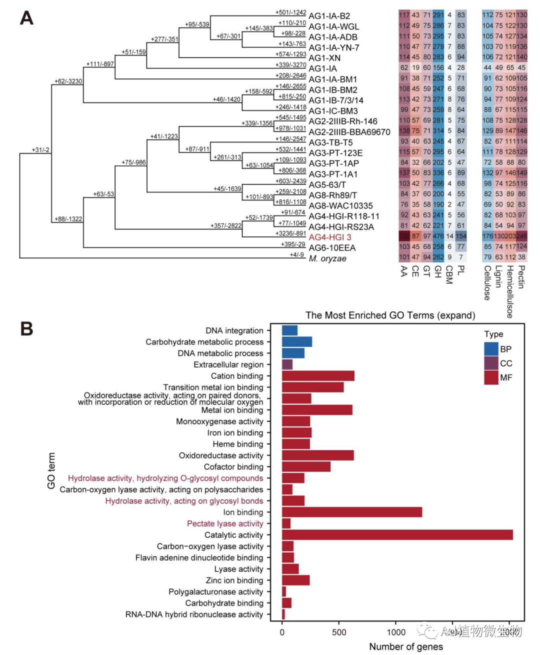 Plant Cell | 中国农科院研究揭示立枯丝核菌毒力和苦荞抗性的分子机制！ - 知乎