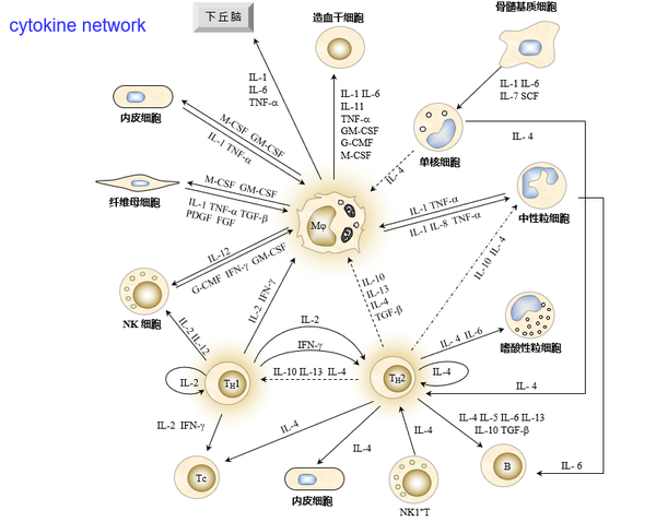 免疫学整理--细胞因子&补体系统 - 知乎