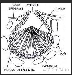真菌生物学学习 Fungal Biology - 知乎