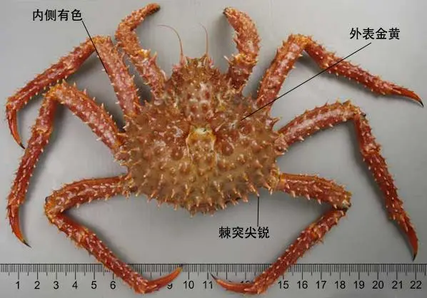 蟹考记（十一）：全球常见食用蟹图鉴——石蟹总科、寄居蟹总科（作者：Zam） - 知乎