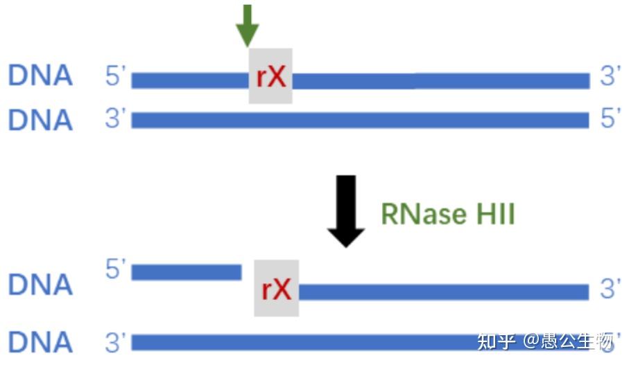 RNase：生命微观世界中的另一类神奇“剪刀手” - 知乎