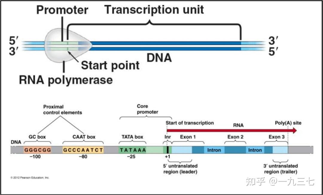 可变启动子（AP）、可变剪接（AS）、可变多聚腺苷酸化（APA）的机制及检测技术（一） - 知乎