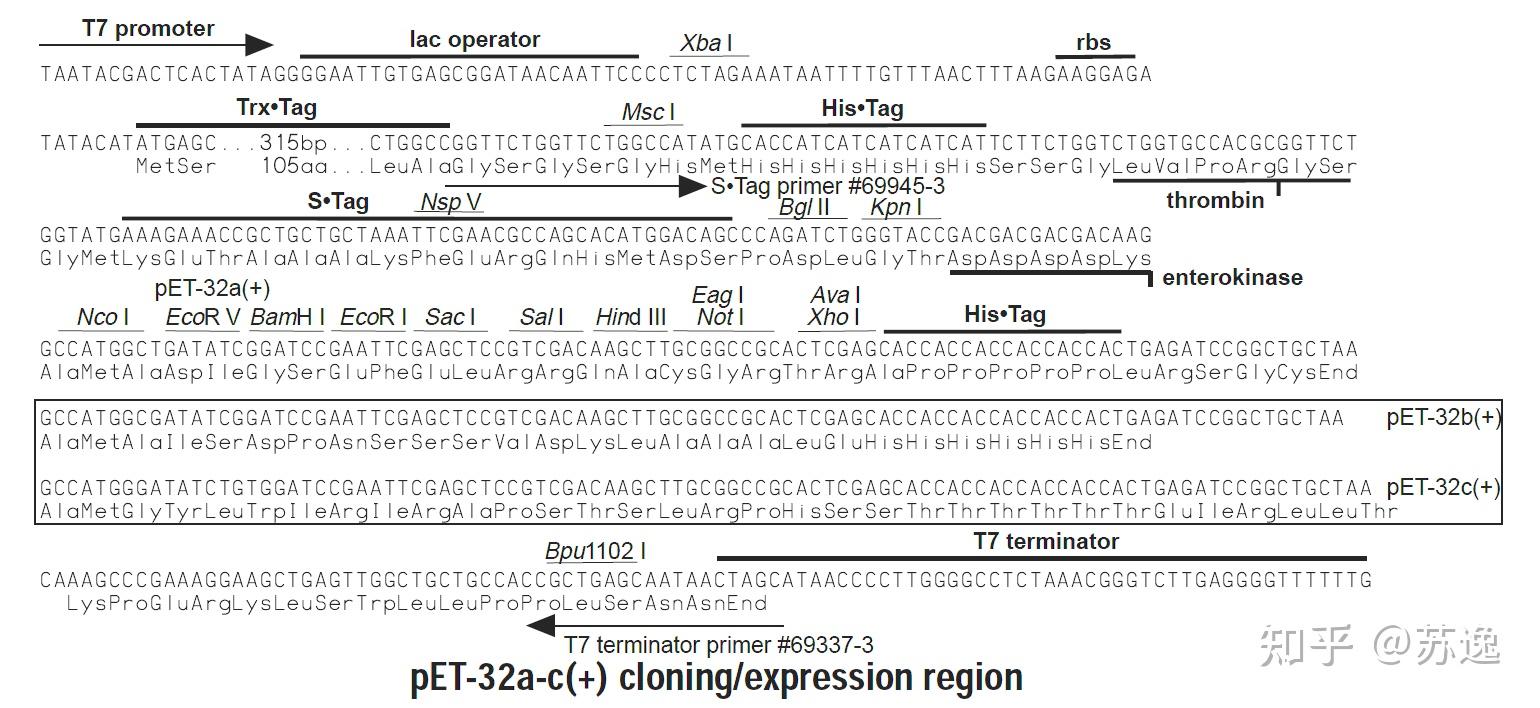 pET-32a(+)质粒载体信息 - 知乎