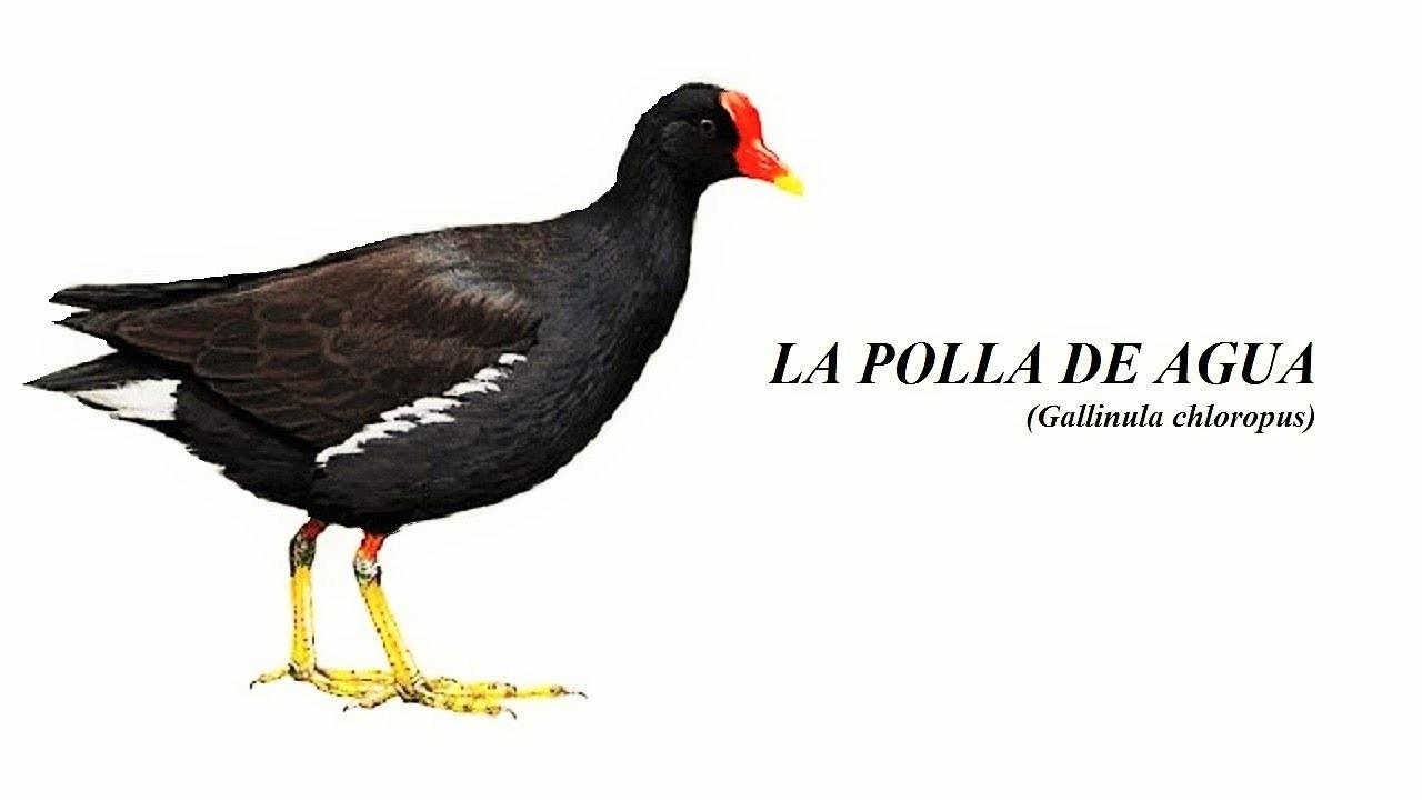 在西班牙习得的奇怪知识——polla的自白，我有一言，诸君请听 - 知乎