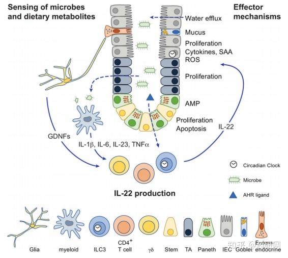 靶点梳理：白细胞介素-22 (IL-22) - 知乎