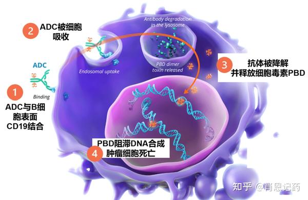 记住所有FDA生物药 | CD19 ADC | Loncastuximab tesirine | 弥漫大B细胞淋巴瘤 - 知乎