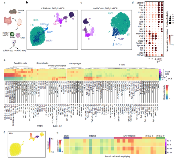 Nature | 新型抗原呈递细胞赋予肠道菌群Treg依赖性耐受 - 知乎