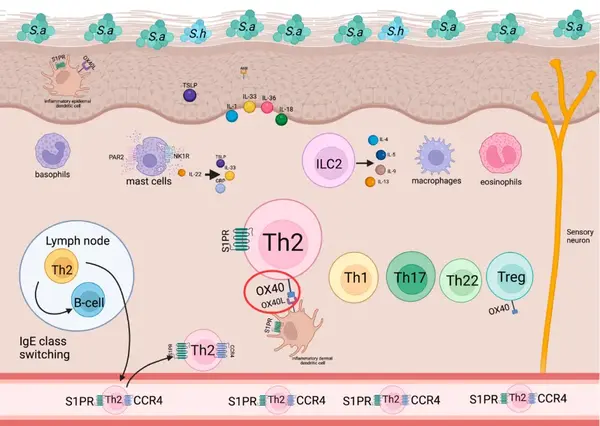 显著改善瘙痒，停药20周仍有效！抗OX40单抗为AD治疗提供新思路！ - 知乎