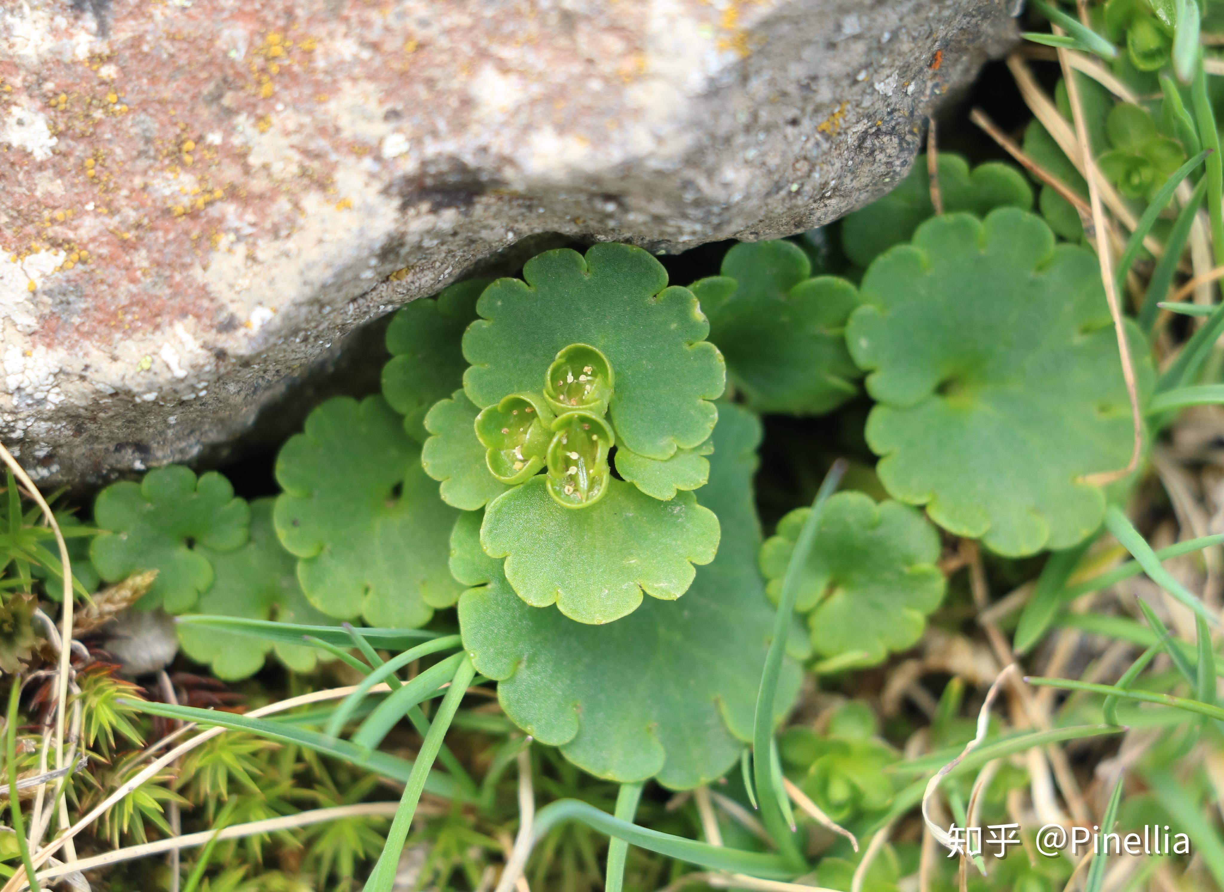 青藏秘境寻花之门源篇//门源头塘村 - 知乎