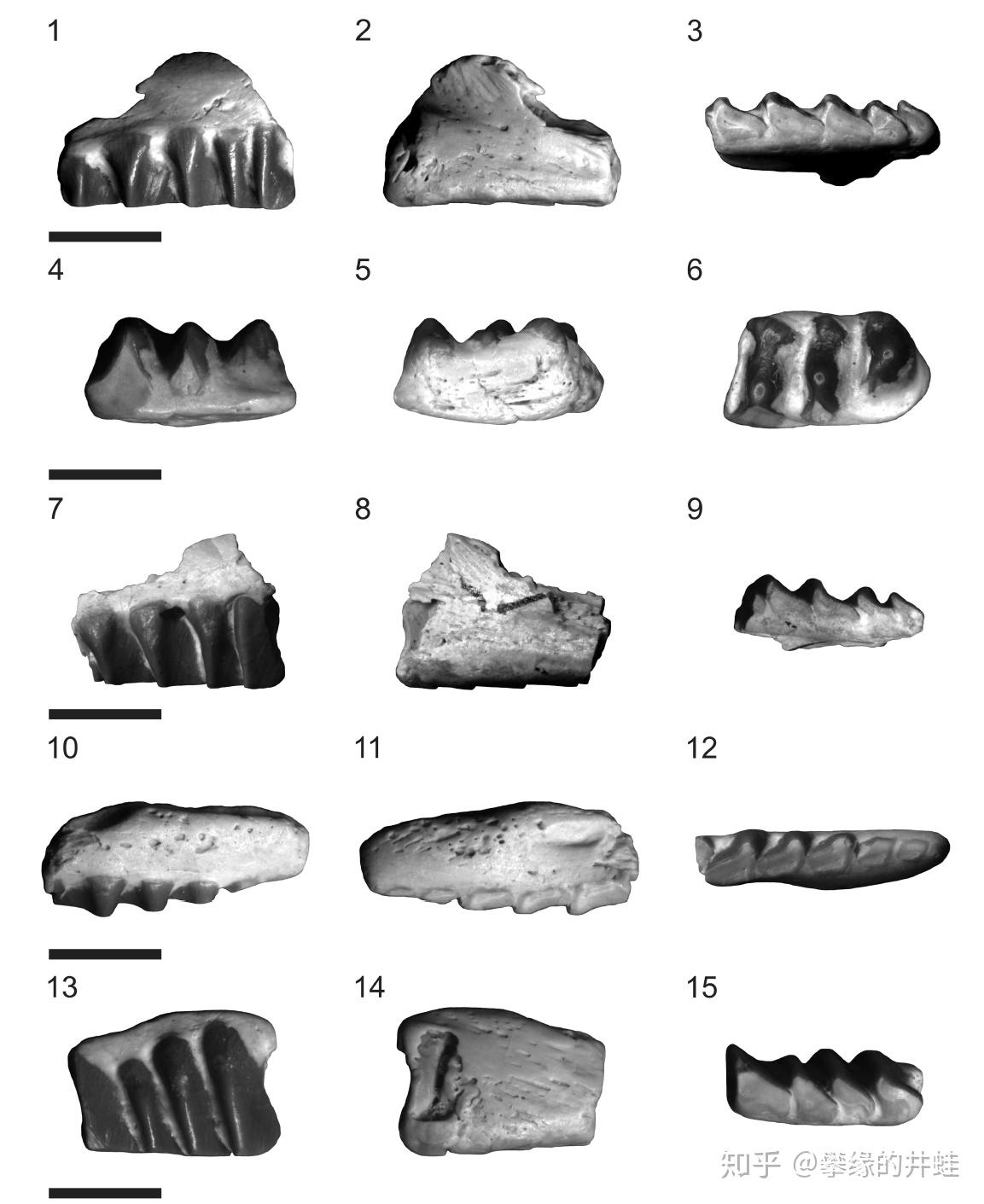 我的种族战斗力很弱一直被欺压偶尔发达几次也很快被打回原形但是适应力超强耗死了很多对手未来有可能翻身吗 - 知乎