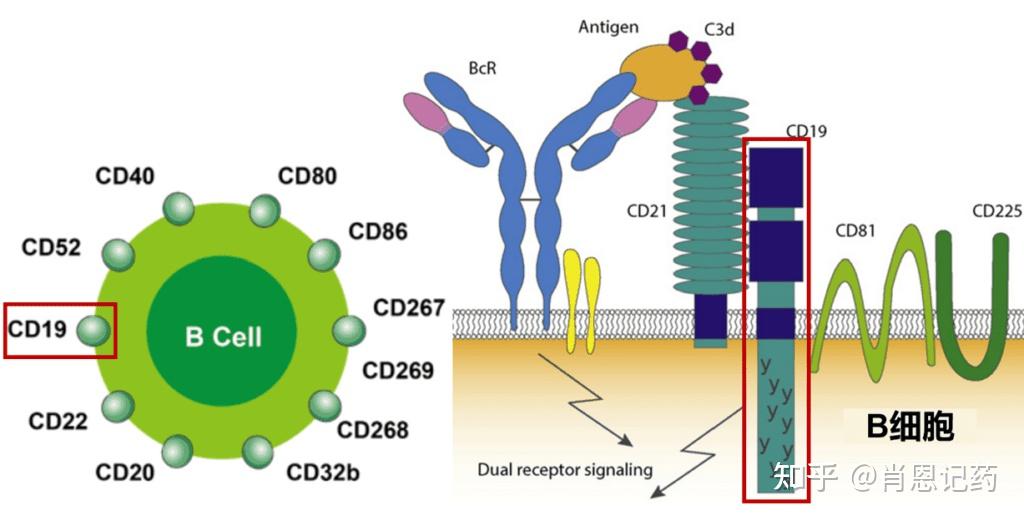 记住所有FDA生物药 | 抗CD19 | 治疗视神经脊髓炎谱系疾病NMOSD | 昕越®伊奈利珠单抗 - 知乎