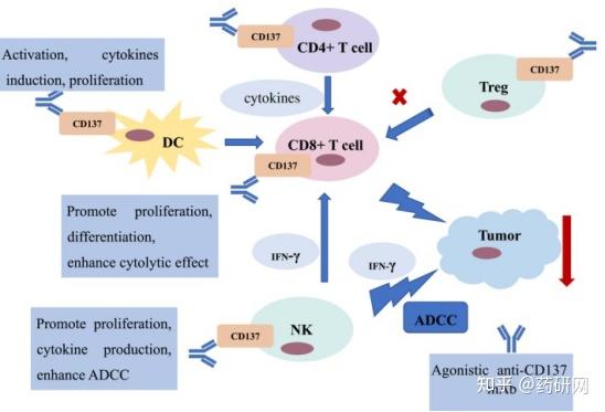 T细胞共刺激靶标：4-1BB - 知乎