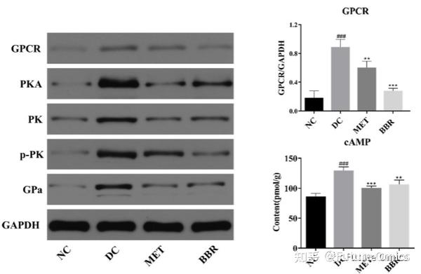 【二甲双胍】华中科技大学：二甲双胍和小檗碱在db/db小鼠中通过抑制糖原磷酸酶和稳定糖原分子结构来抑制糖原分解 - 知乎