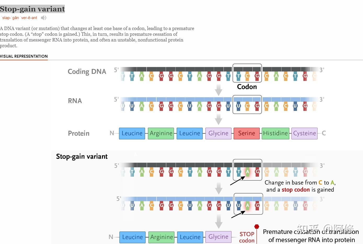 Stop-gain variant - 知乎